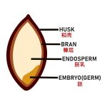 Rice Anatomy - Malaysiarice