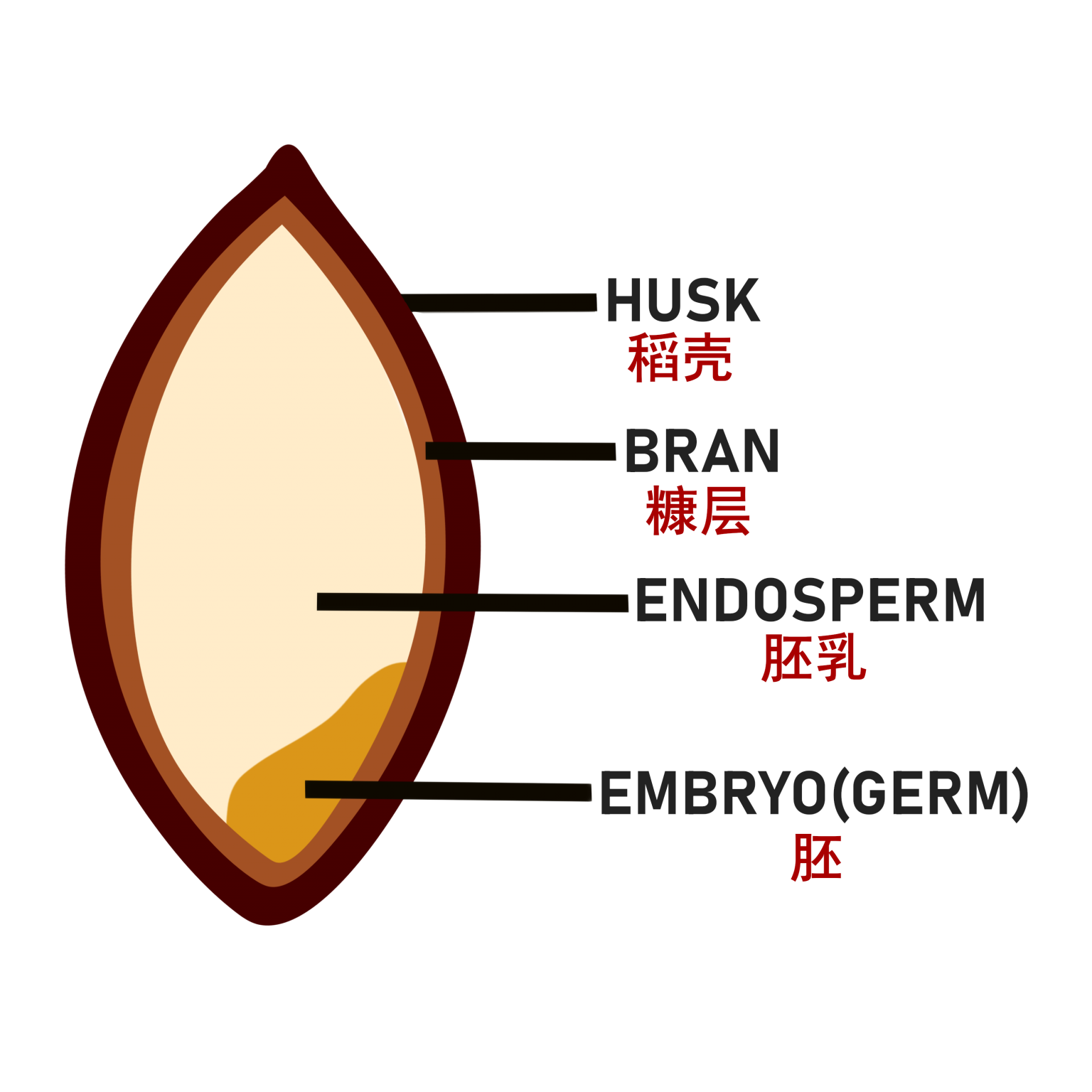 Rice Anatomy - Malaysiarice